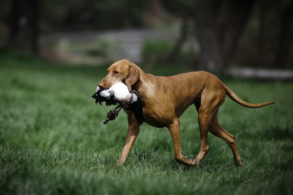 31 Retriever Breeds (Diet, Treat & More) - Simply For Dogs