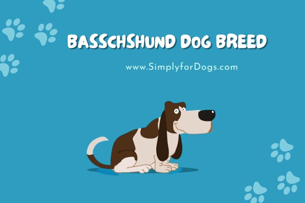 Basschshund Dog Breed (Diet & Pet Tips) - Simply For Dogs
