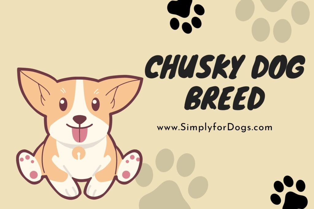 Chusky Dog Breed (Puppies, Breeders & More) - Simply For Dogs