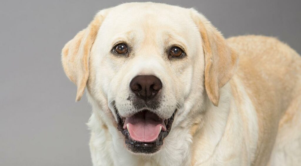 15 Fattest Dog Breeds (Growth & Strength) - Simply For Dogs
