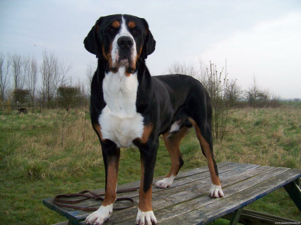 24 of the World’s Heaviest Dog Breeds - (Should You Pet?)
