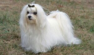 15 Most Posh Dog Breeds - (Why Are They Different?) Simply For Dogs