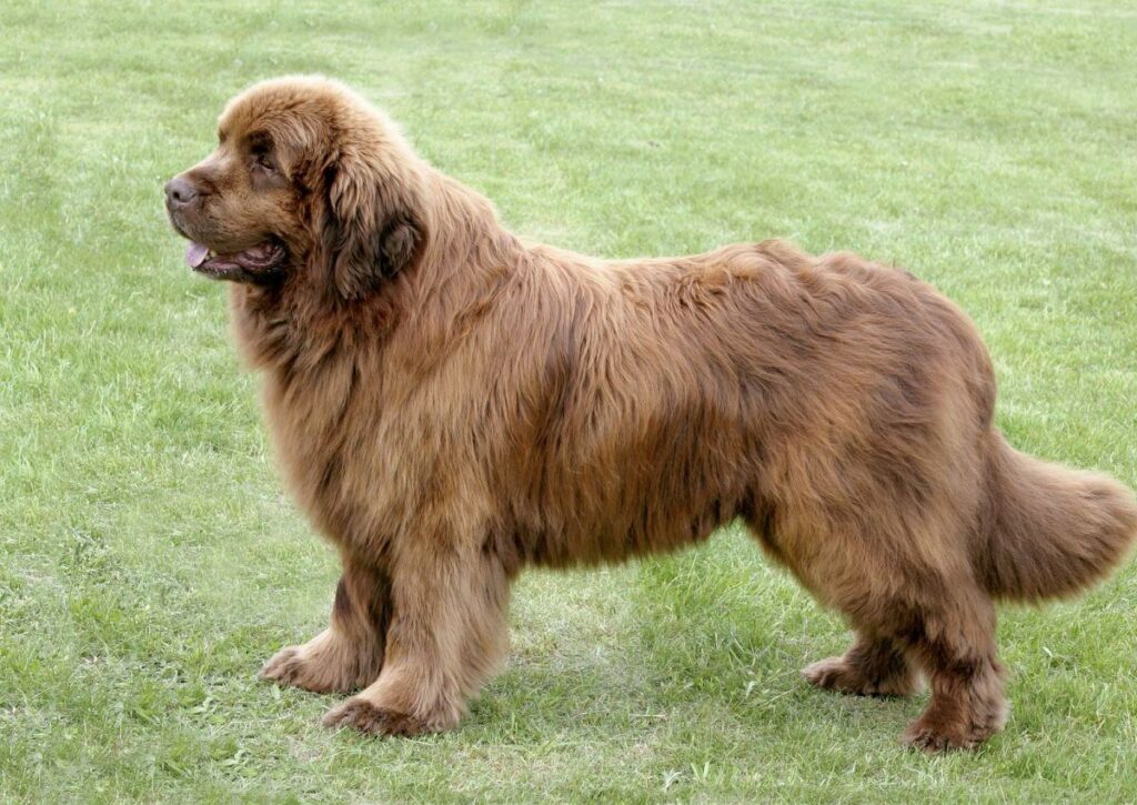 24 of the World’s Heaviest Dog Breeds - (Should You Pet?)