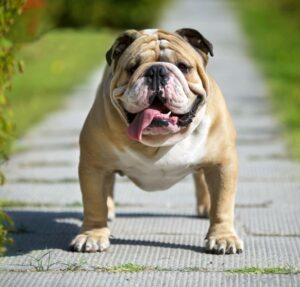 15 Fattest Dog Breeds (Growth & Strength) - Simply For Dogs