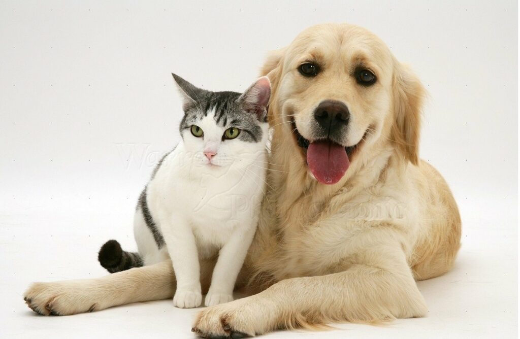 The Most Cat-Friendly Dog Breeds (Beyond Imagination) - Simply For Dogs