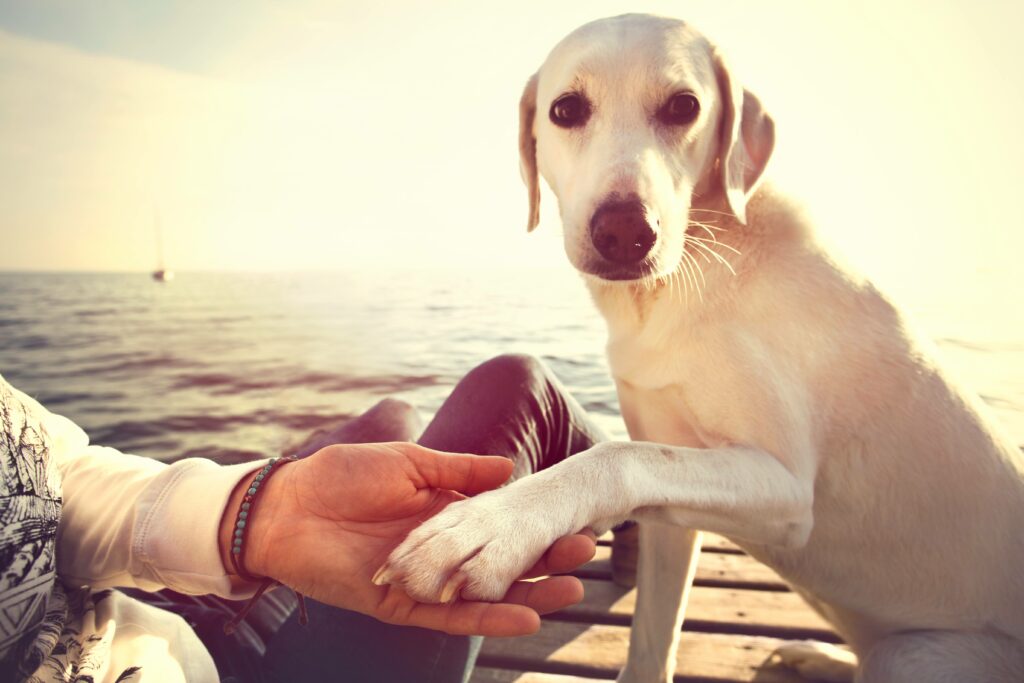 Do Dogs Understand Language Simply For Dogs