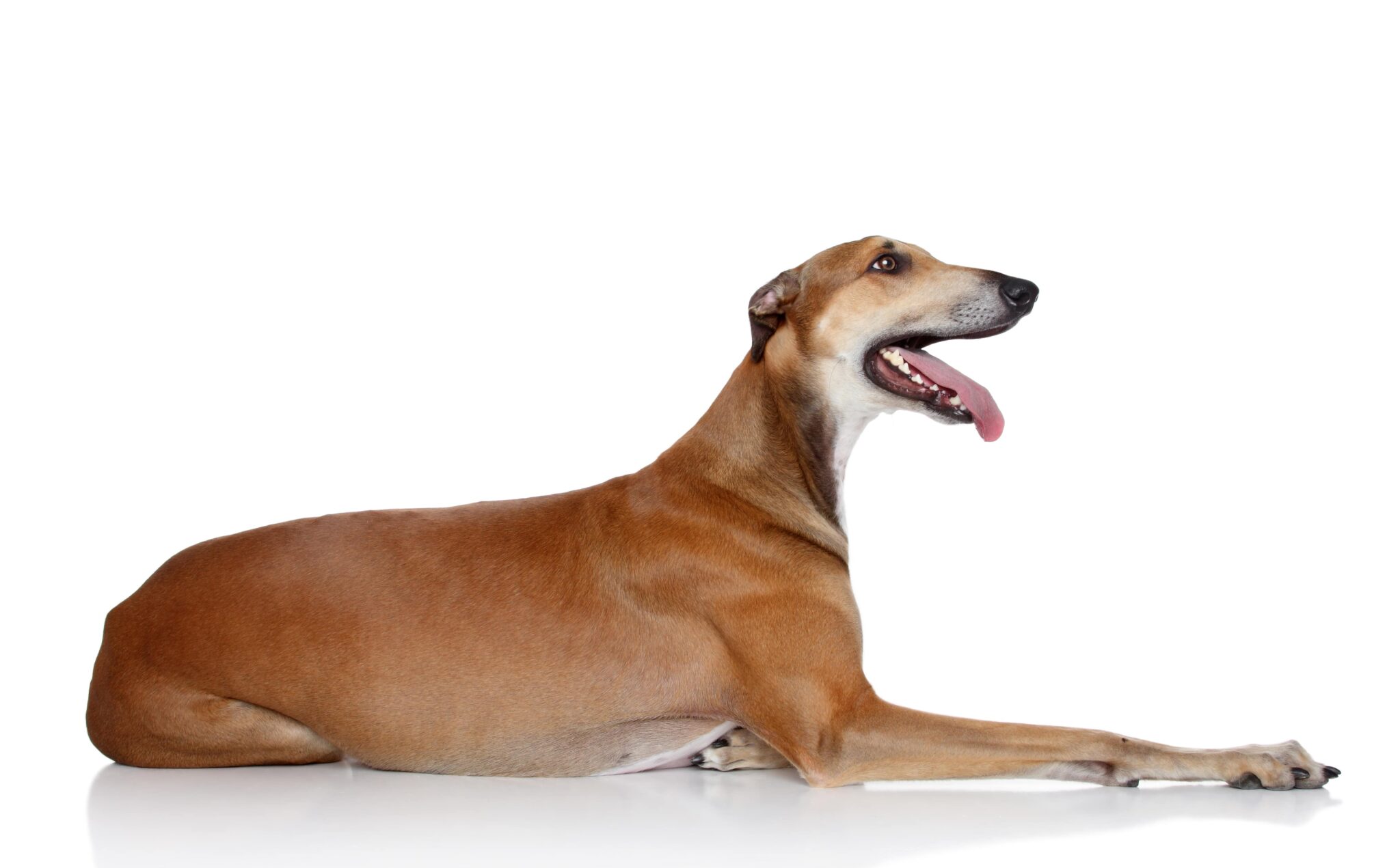 13 Reasons to Love the Greyhound (Which One is Yours) - Simply For Dogs