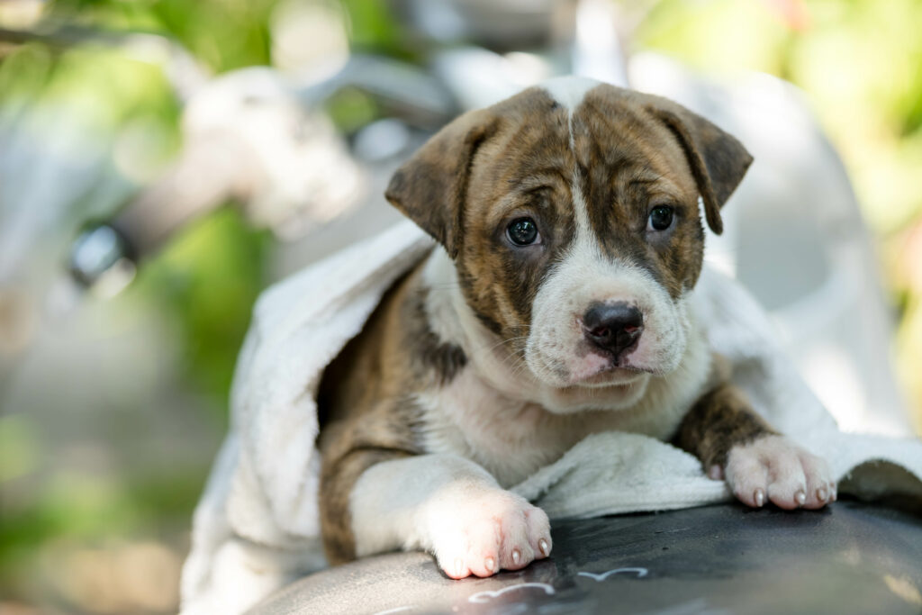 How to Care for Your Pit Bull in Extreme Weather (Ultimate Guide ...