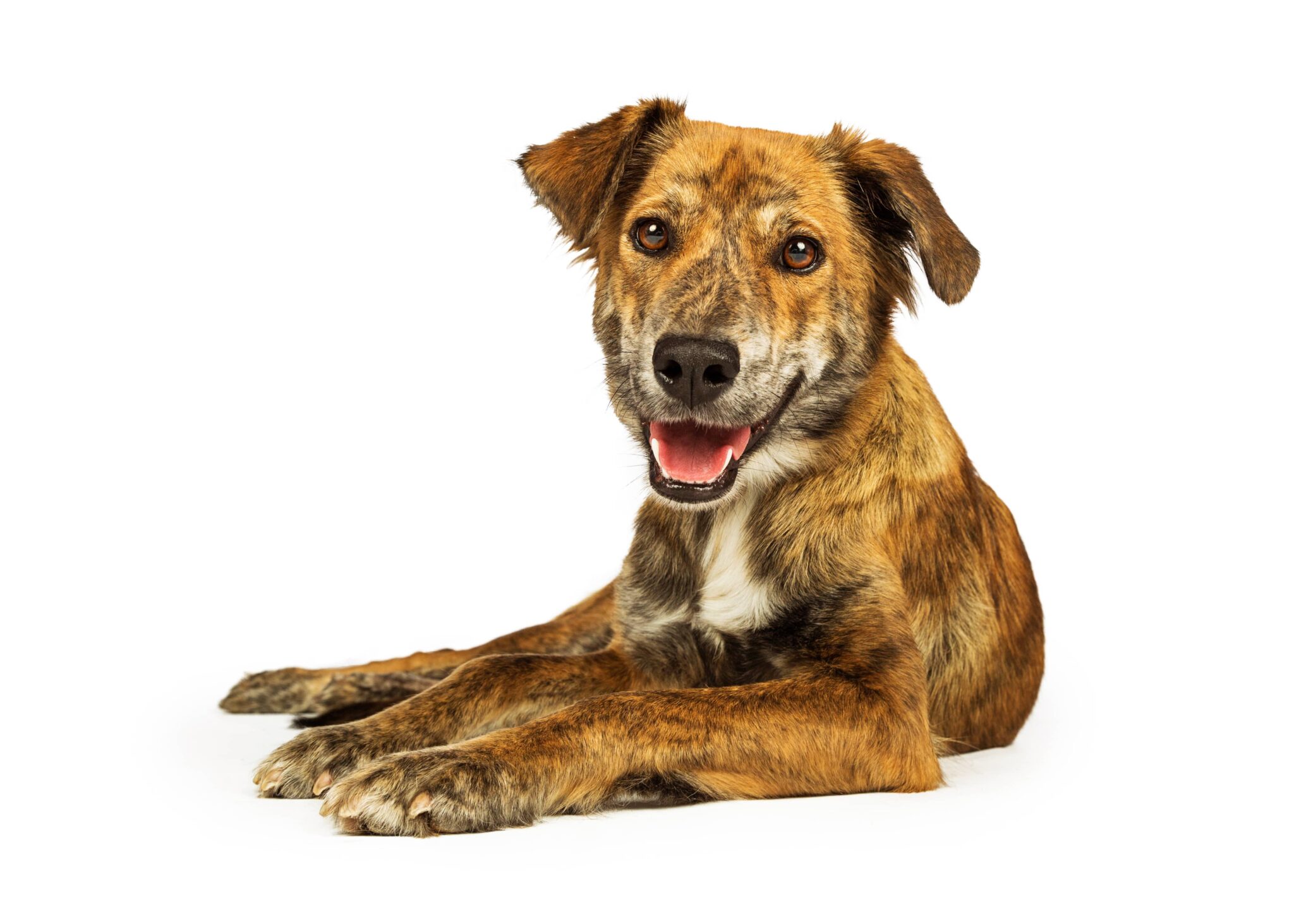 Breed Spotlight: Plott (A-Z About It) - Simply For Dogs