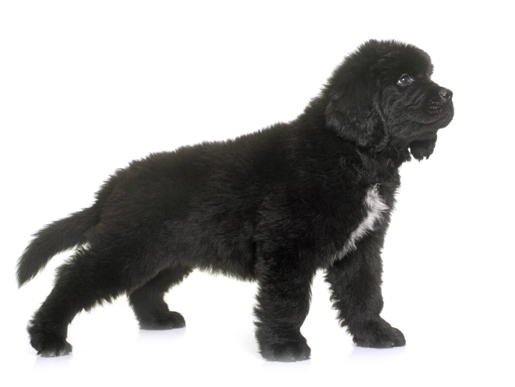 70 Pet Insurance Statistics - By Dog Breed and Condition - Simply For Dogs