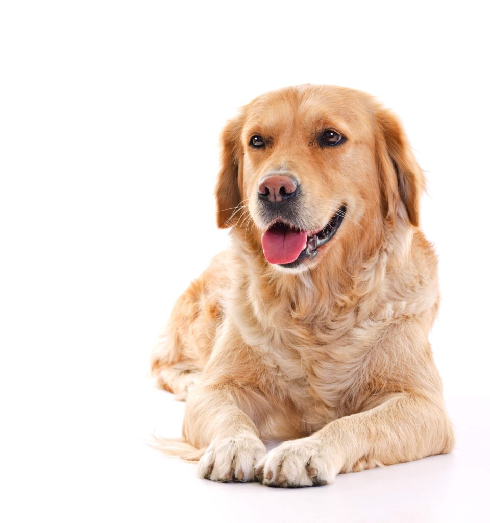 Breed Spotlight: Golden Doodles (Surprising Information) - Simply For Dogs