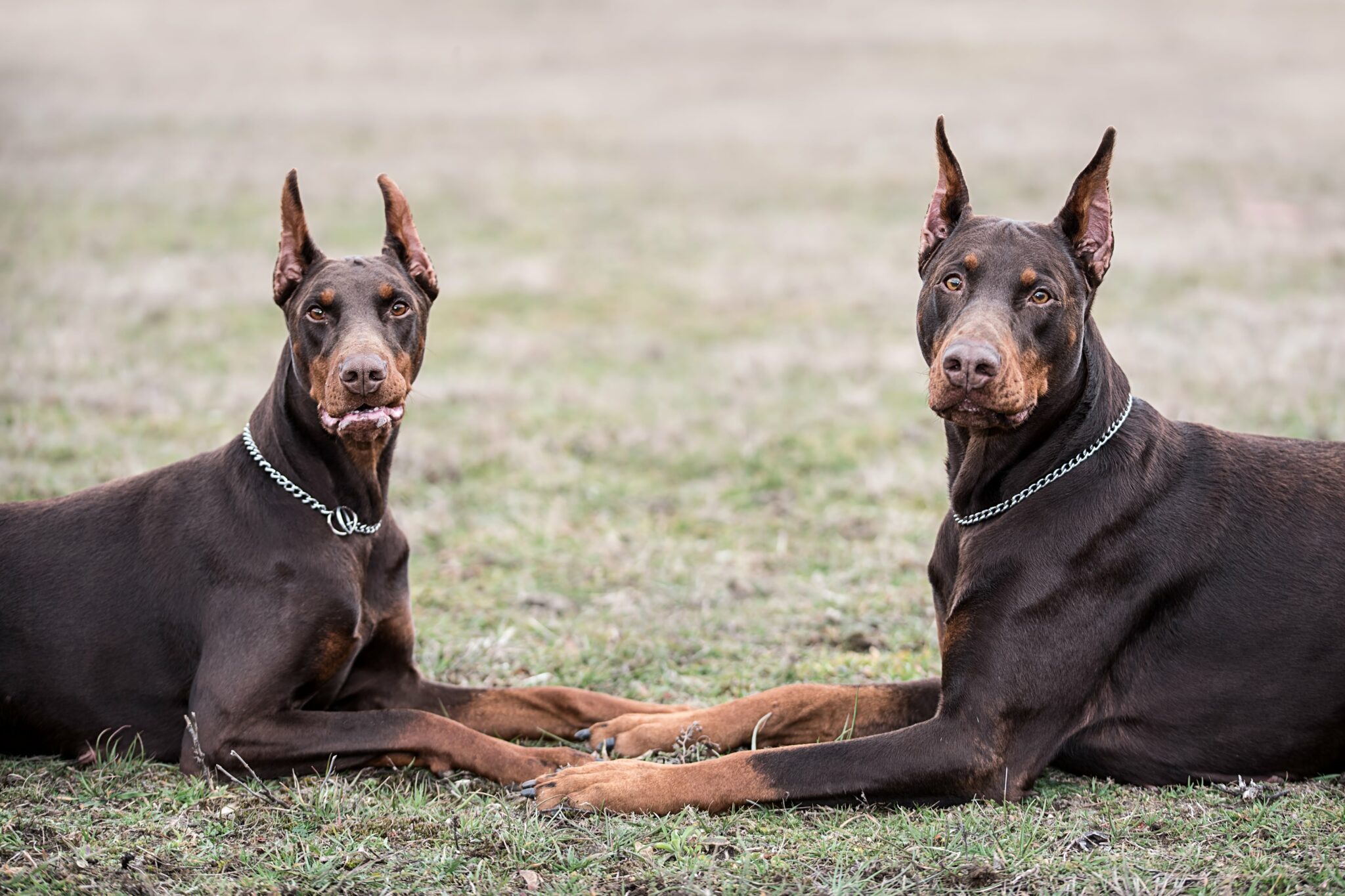 Group Spotlight: The Working Group Dogs (Detailed Information) - Simply ...