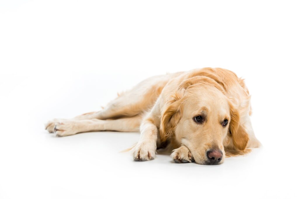 3 Types of Dog Vomit and What They Mean (Treatment Tips) - Simply For Dogs