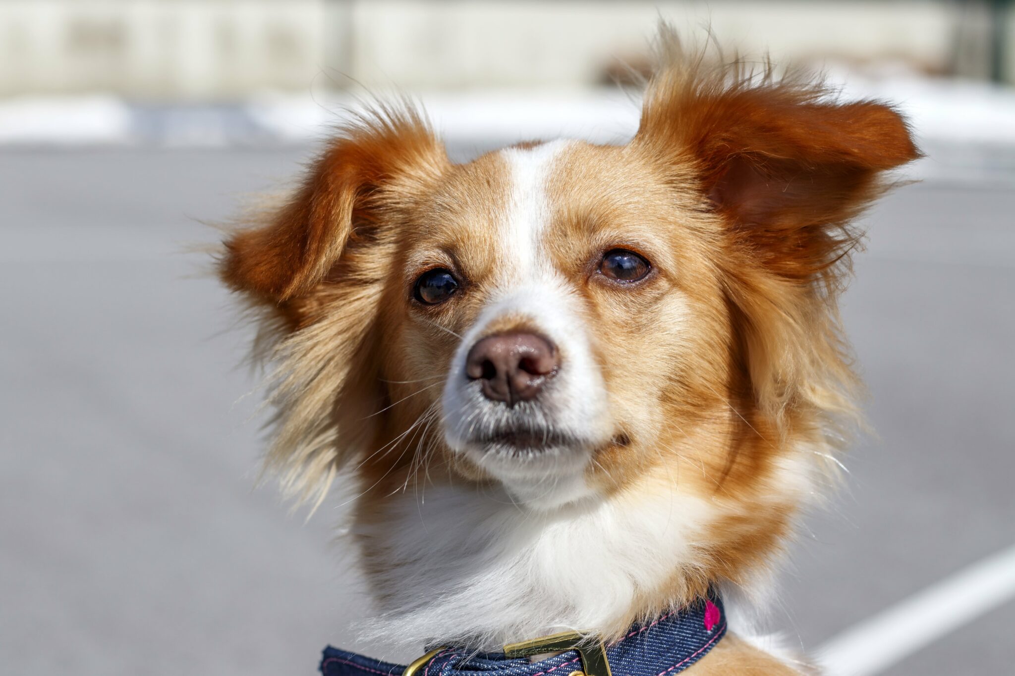 Keratoconjunctivitis Sicca in Dogs (Is It Necessary?) - Simply For Dogs