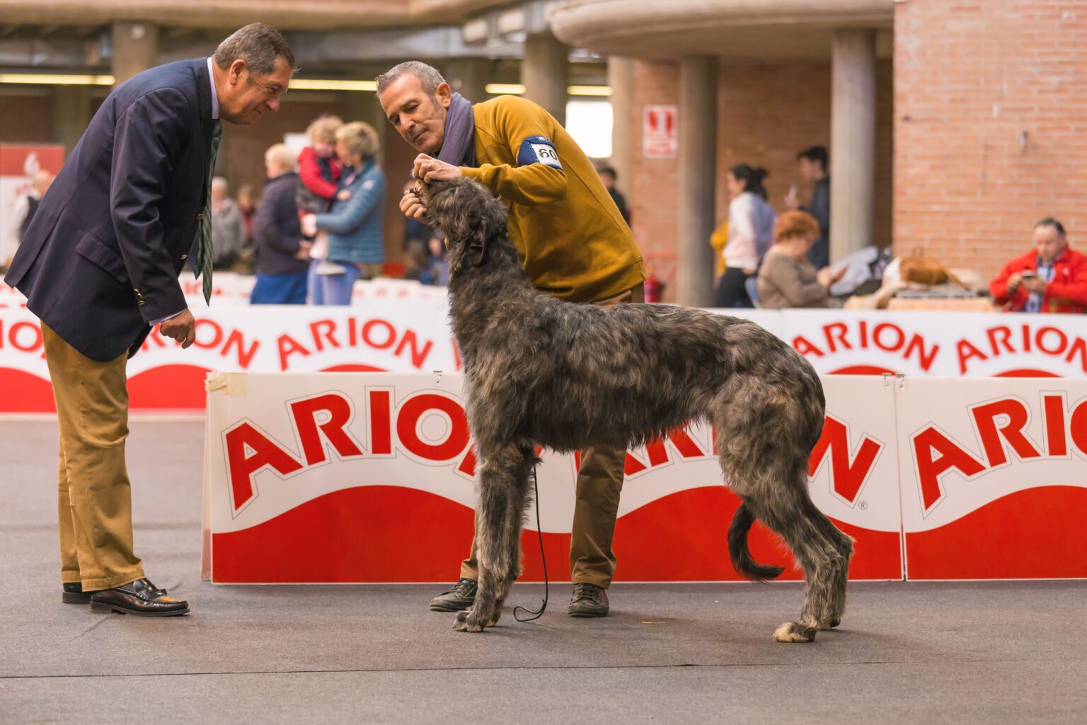 Breed Spotlight: Scottish Deerhound (Detailed Information) - Simply For ...
