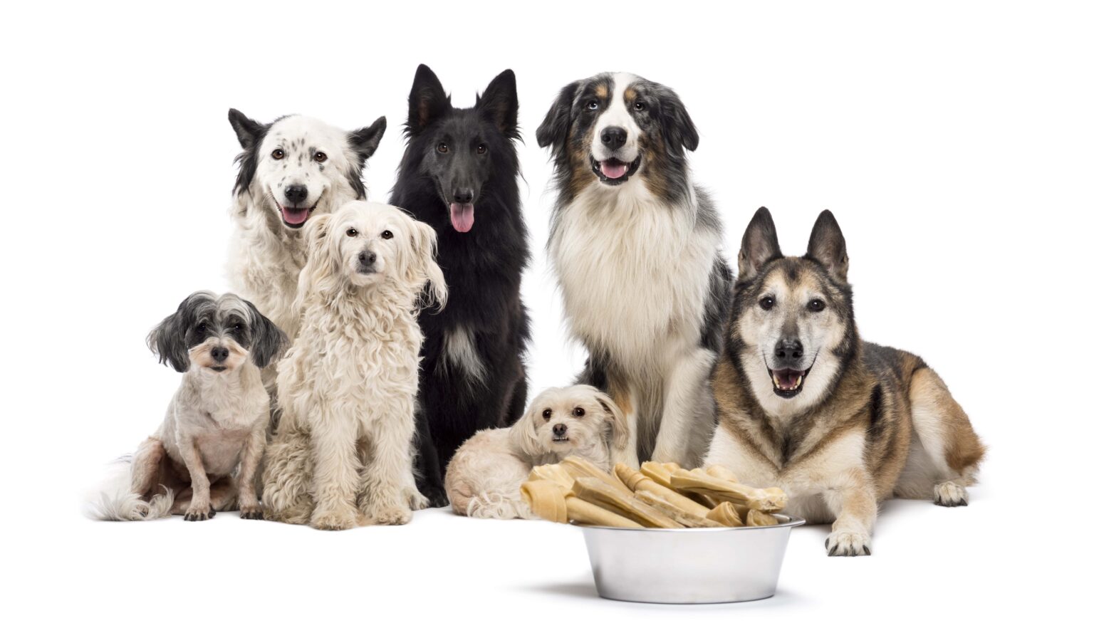When are Dogs Full Grown: The Complete Facts - (Growth Suggestion)