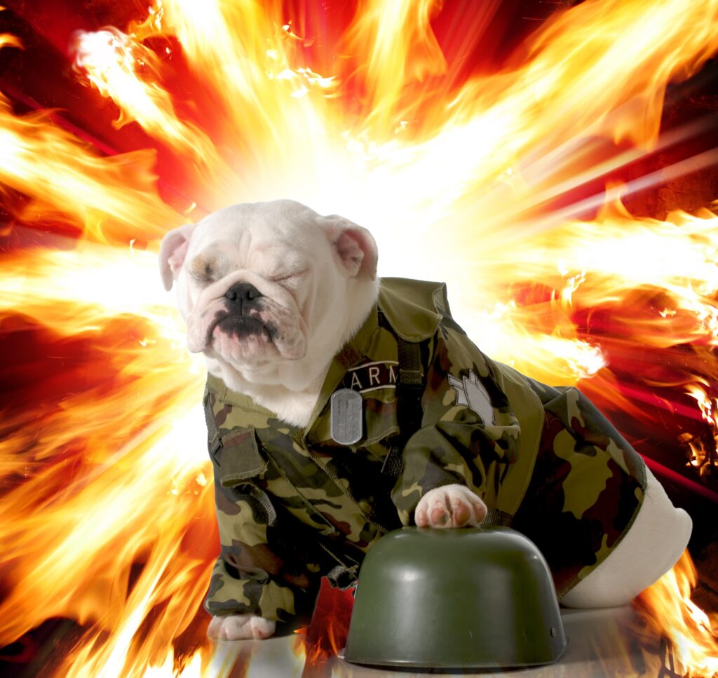 9 Tips for Pet Fire Safety (Video) - Simply For Dogs