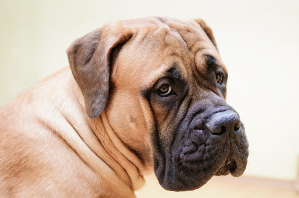 Group Spotlight: The Working Group Dogs (Detailed Information) - Simply ...