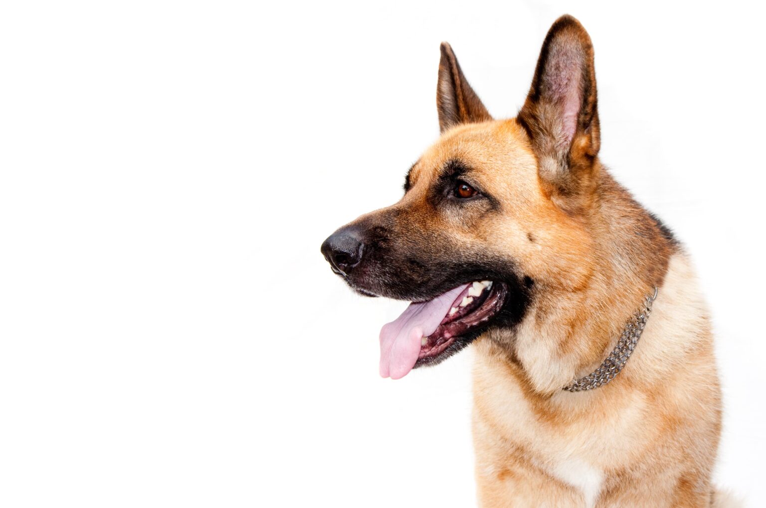 A Look at the German Shepherd Lab Mix (Detailed Information) - Simply ...