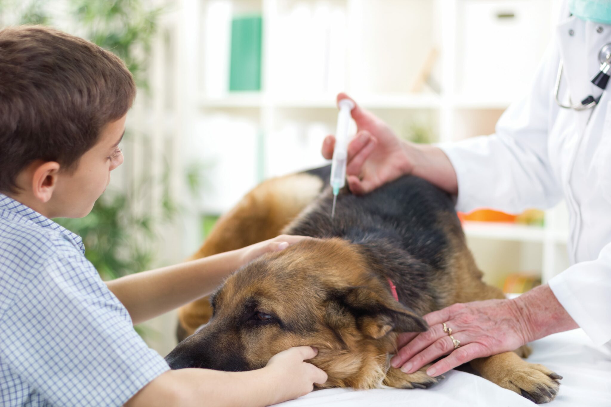 Parvo Vaccine (Dose, Time & Benefits) - Simply For Dogs