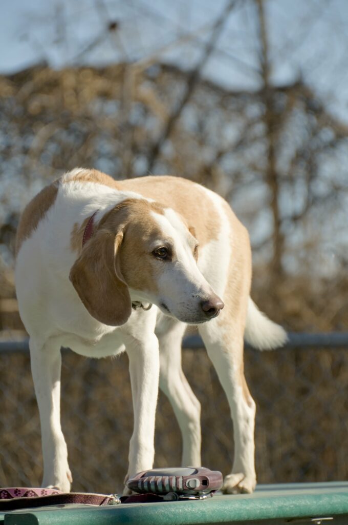 Group Spotlight: The Hound Group (Detailed Information) - Simply For Dogs