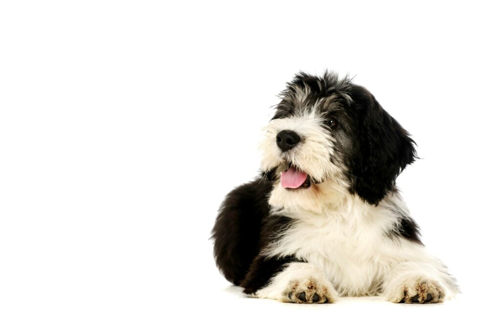 Breed of the Week: The Polish Lowland Sheepdog (Pet & Diet Tips ...