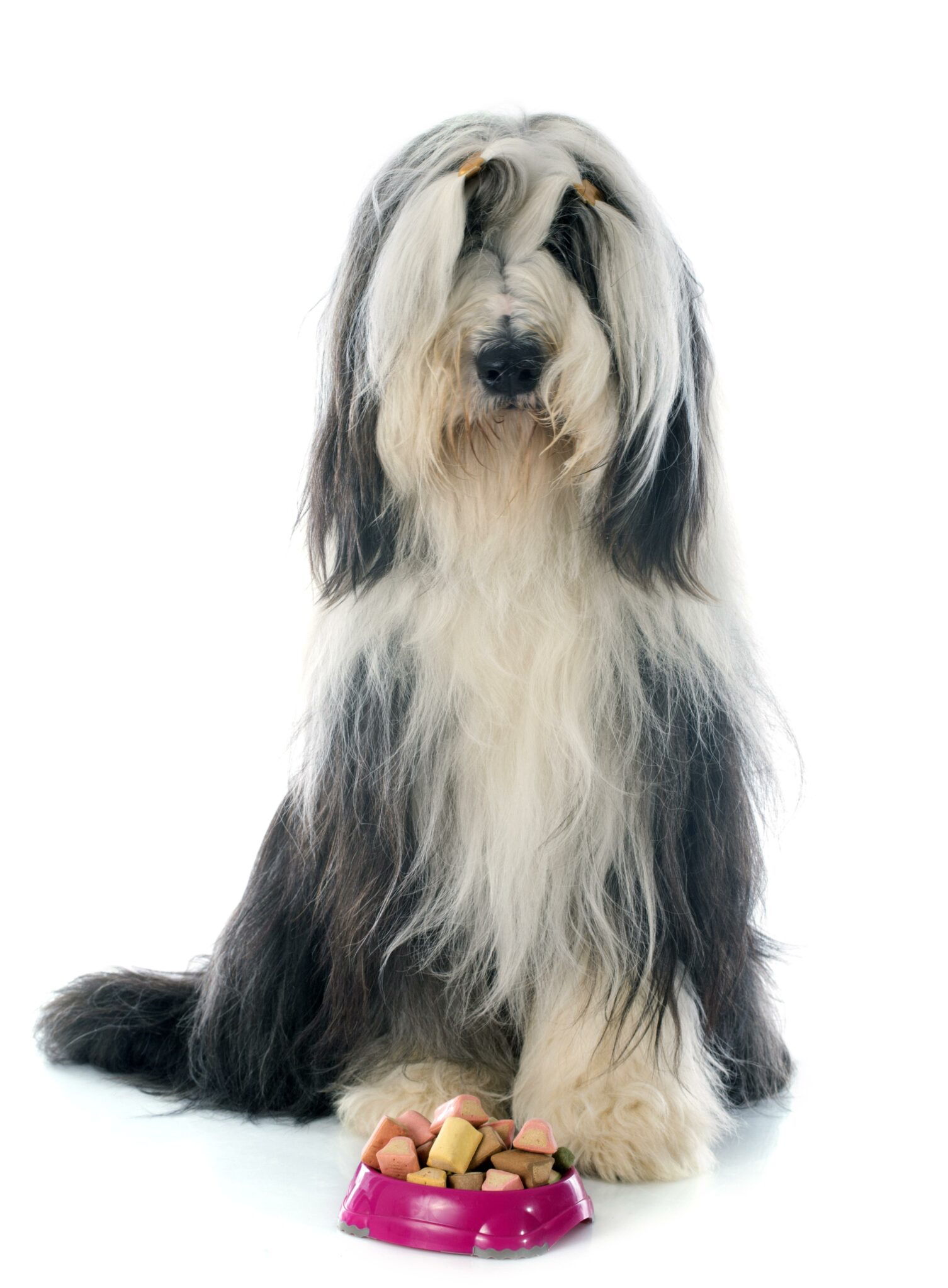 Breed of the Week: The Bearded Collie (Everything Explained) - Simply ...