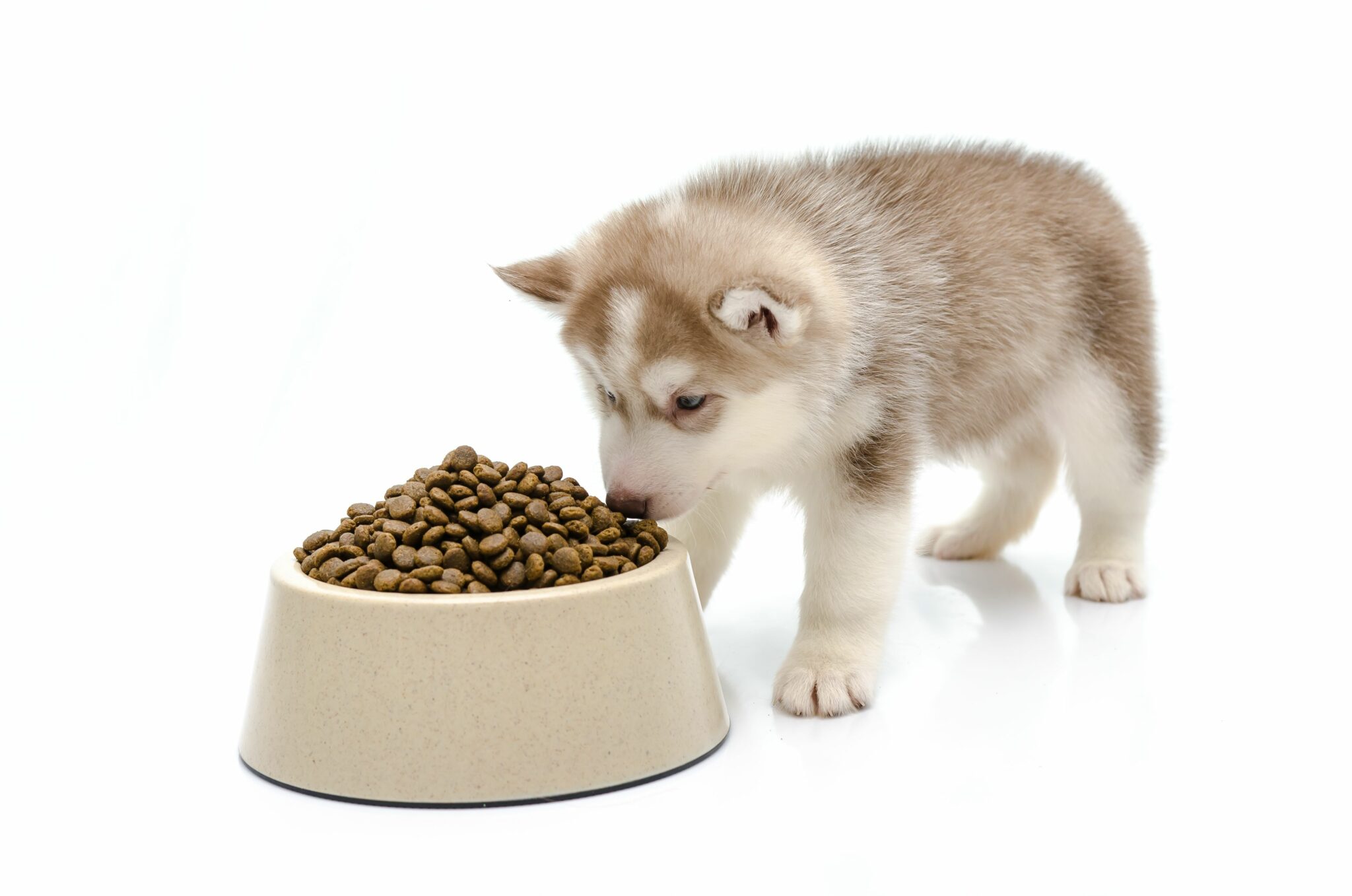 Everything You Need to Know About Caring for a 6 Week Old Puppy - (For ...