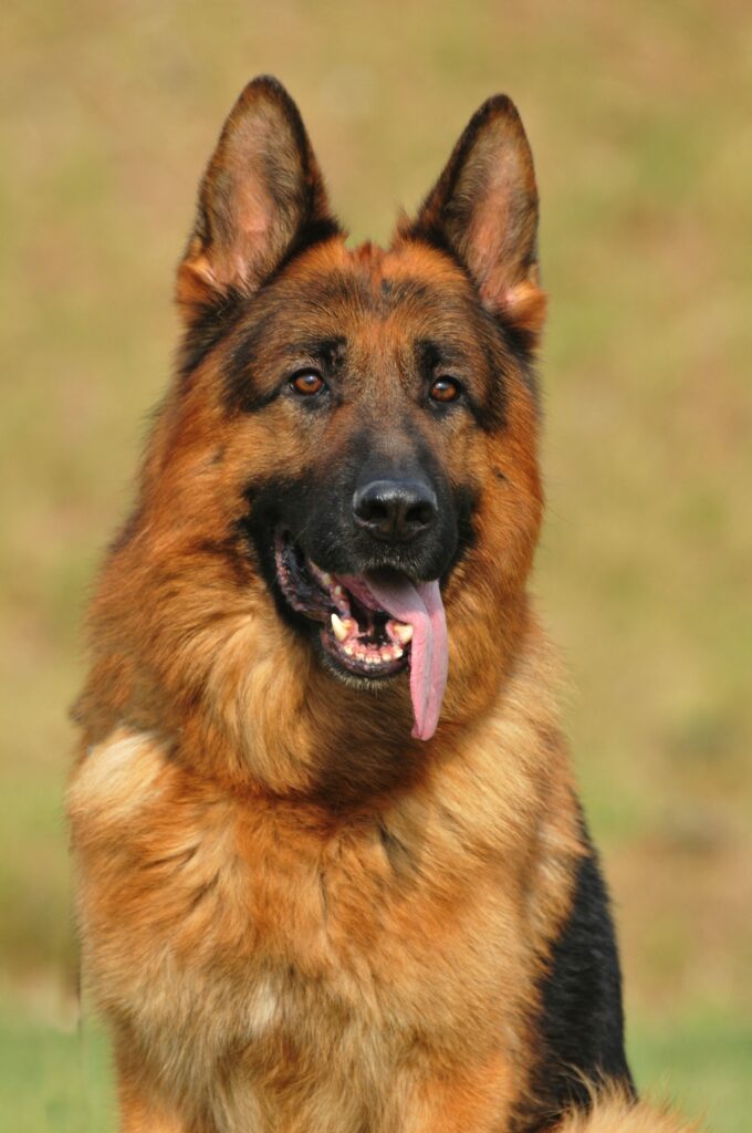 7 Famous Movie Dogs (Would You Watch?) - Simply For Dogs