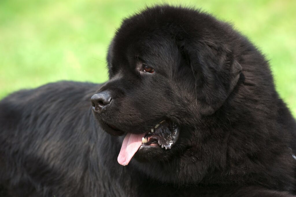 Group Spotlight: The Working Group Dogs (Detailed Information) - Simply ...