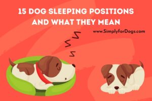 15 Dog Sleeping Positions and What They Mean - (Owners Should Know)