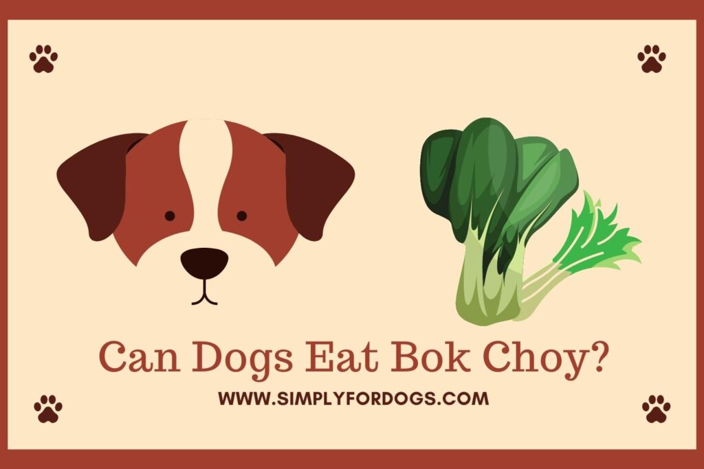 Can Dogs Eat Bok Choy - Ultimate Guide